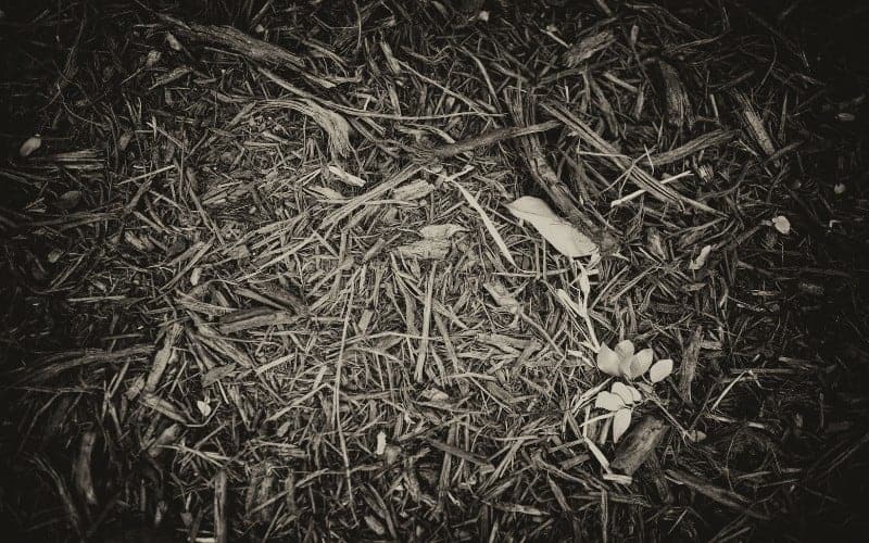 How To Get Rid Of Roaches In Mulch {Easiest Steps}