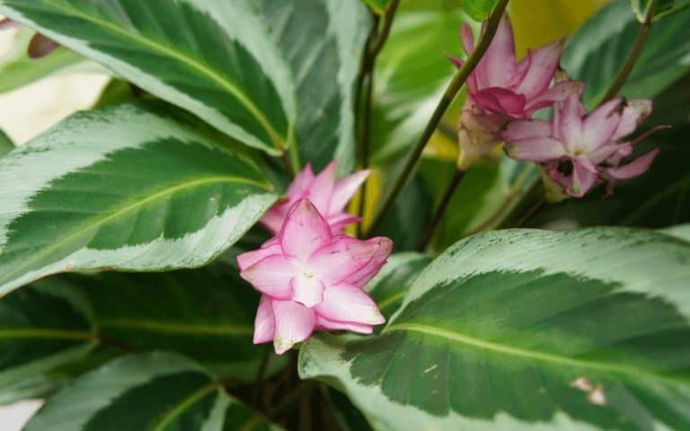 27 Types of Calathea Plants (With Pictures + Caring Guide)