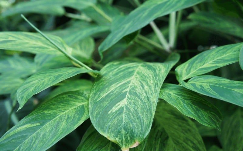27 Types of Calathea Plants (With Pictures + Caring Guide)