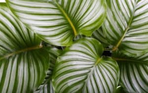 27 Types of Calathea Plants (With Pictures + Caring Guide)