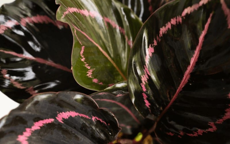 27 Types of Calathea Plants (With Pictures + Caring Guide)