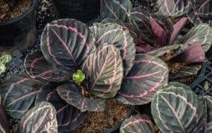 27 Types of Calathea Plants (With Pictures + Caring Guide)