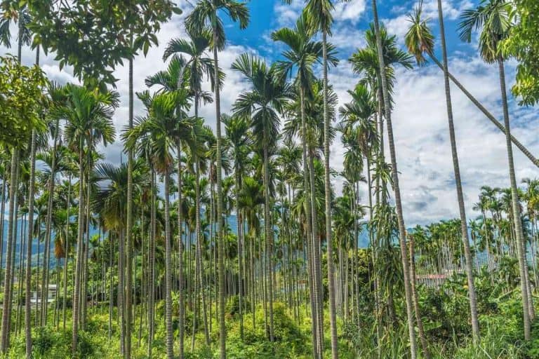 6 Different Types of Palm Trees in Arizona (With Pictures)